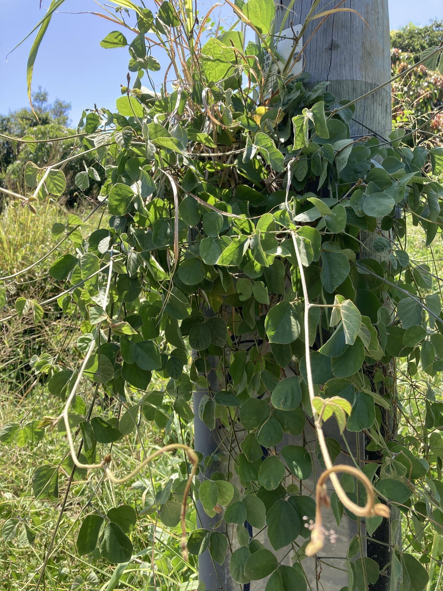 Neonotonia J.A.Lackey