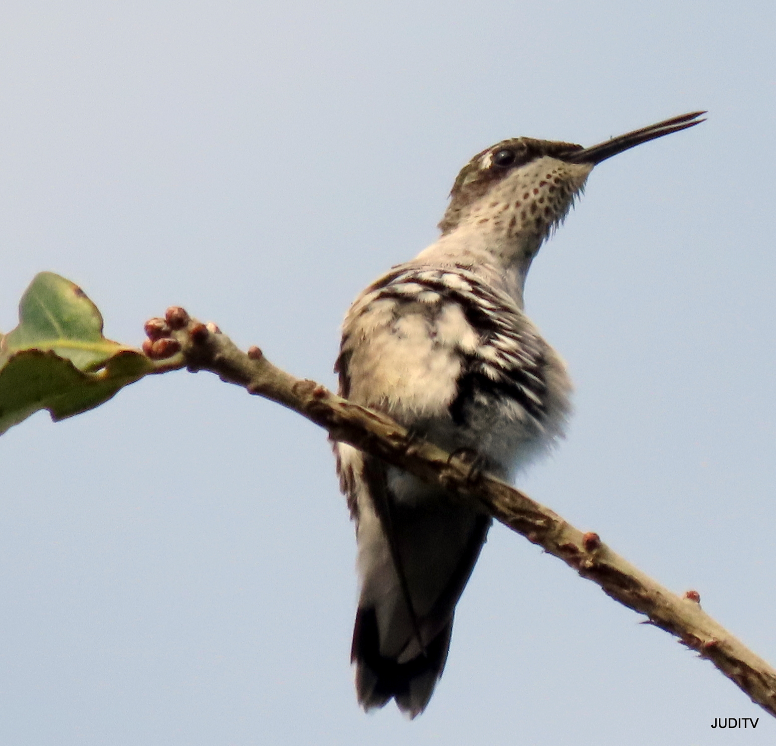 Archilochus colubris (Linnaeus, 1758)