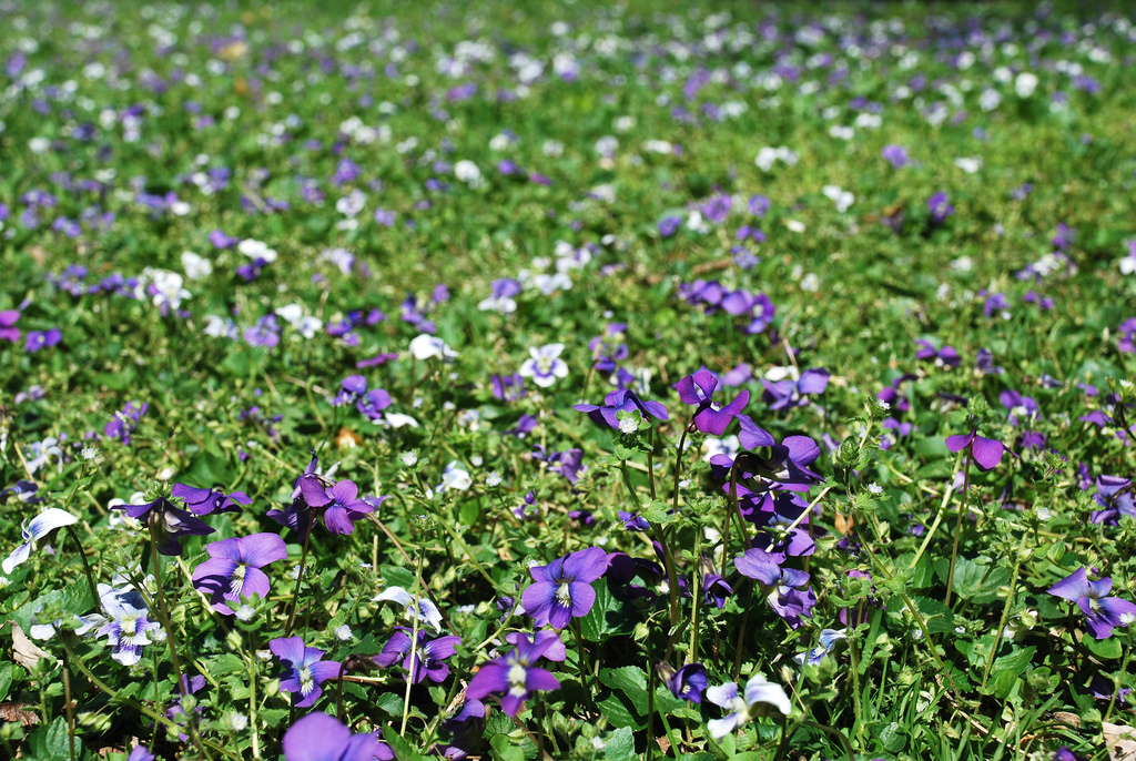 common blue violet (Viola sororia) - Botanical Realm