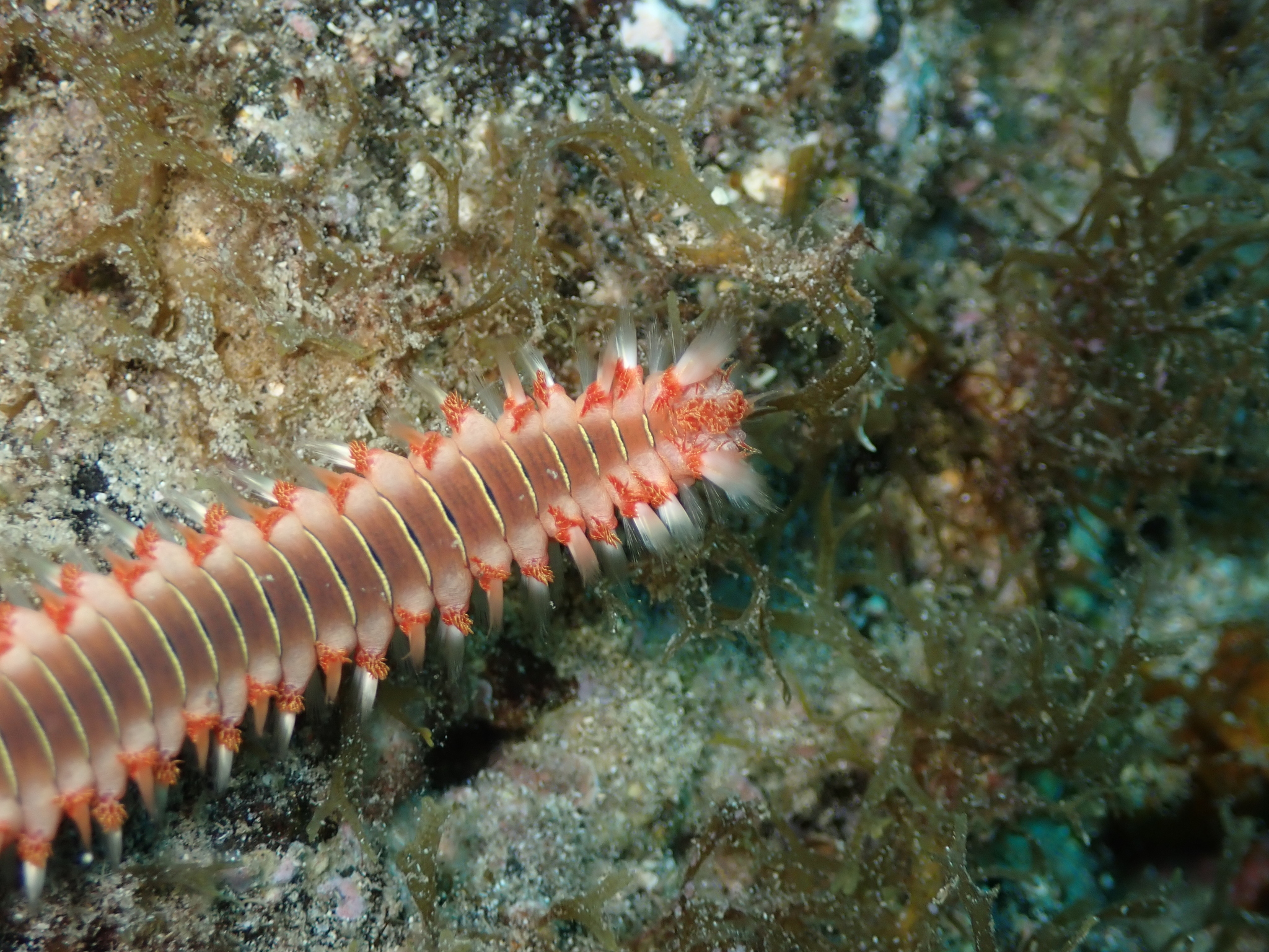 Annelida