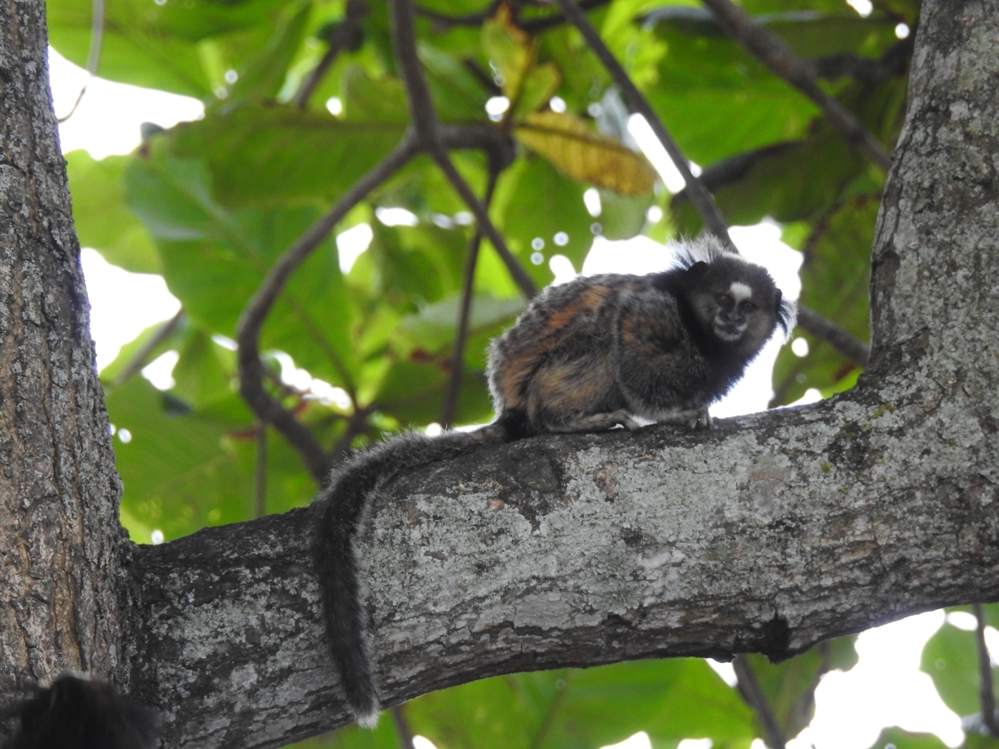 Callithrix Erxleben, 1777