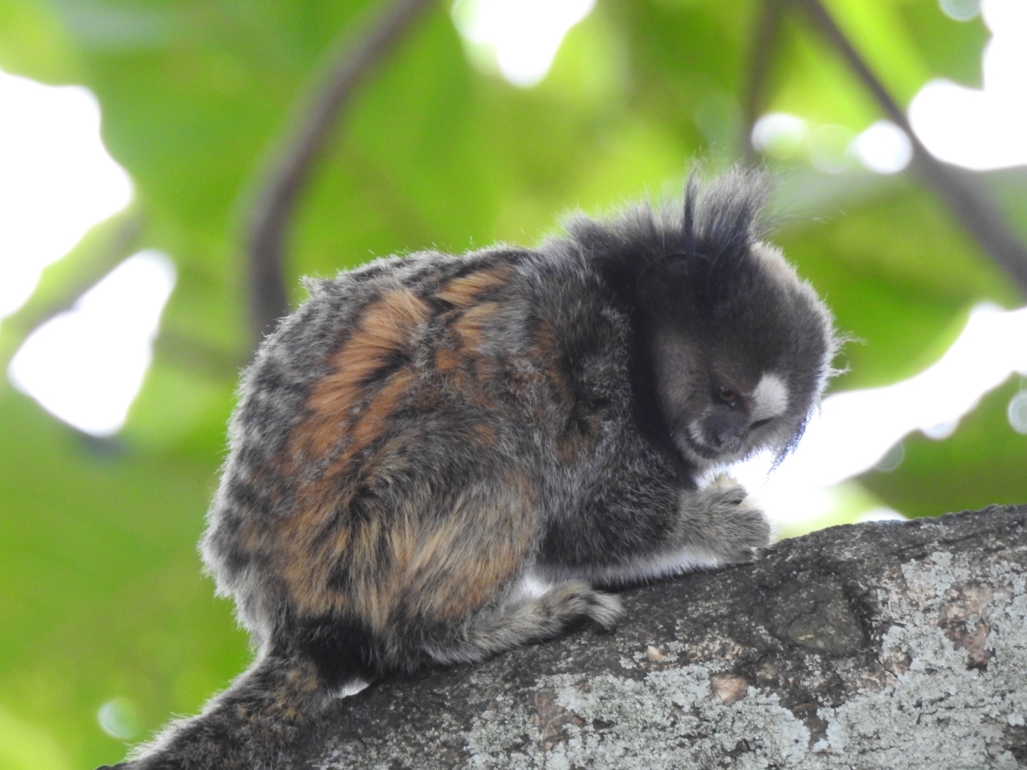 Callithrix Erxleben, 1777