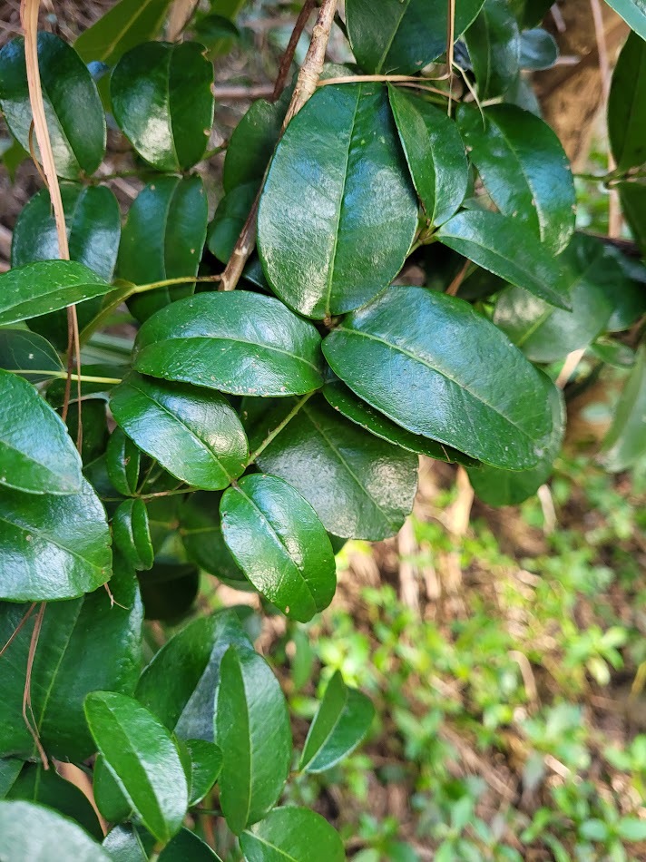 Zanthoxylum nitidum (Roxb.) DC.