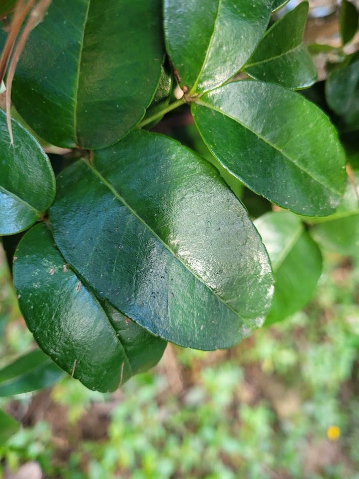 Zanthoxylum nitidum (Roxb.) DC.