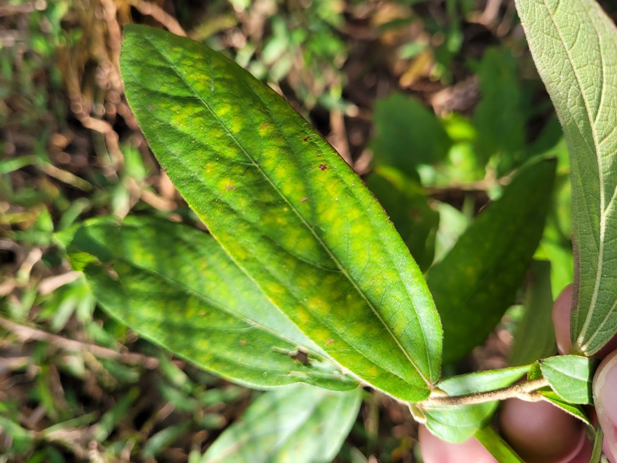 Helicteres angustifolia L.
