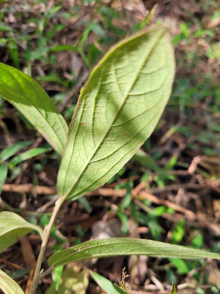 Helicteres angustifolia L.