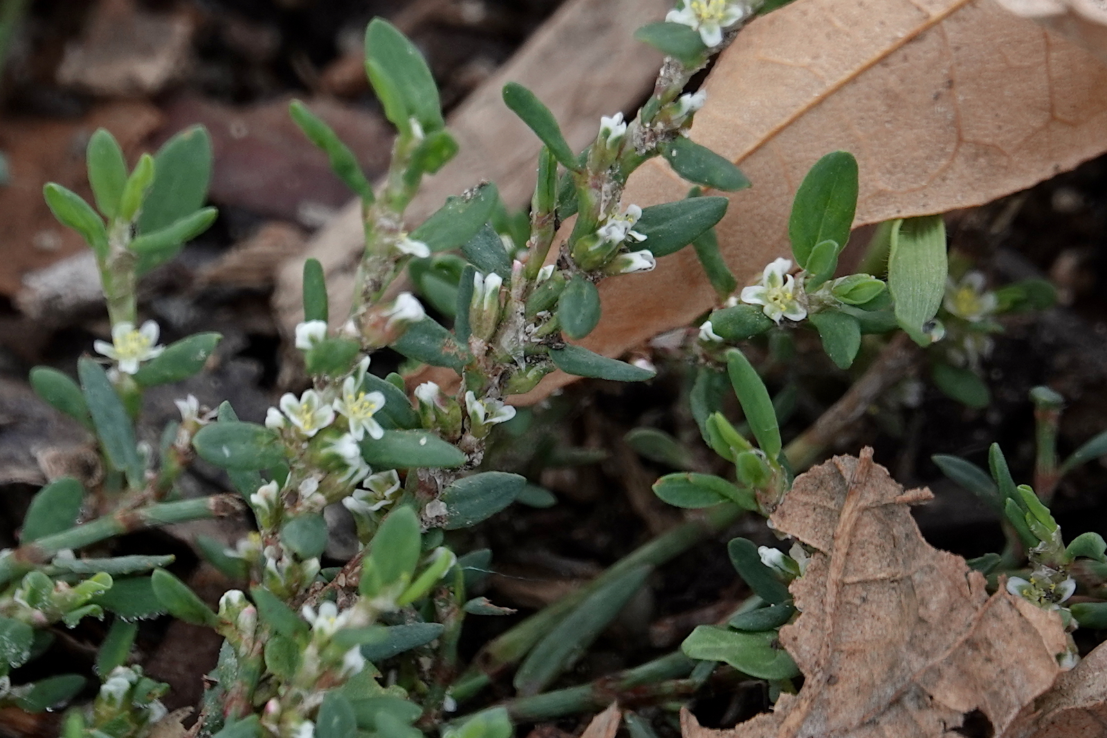 Polygonum aviculare L.
