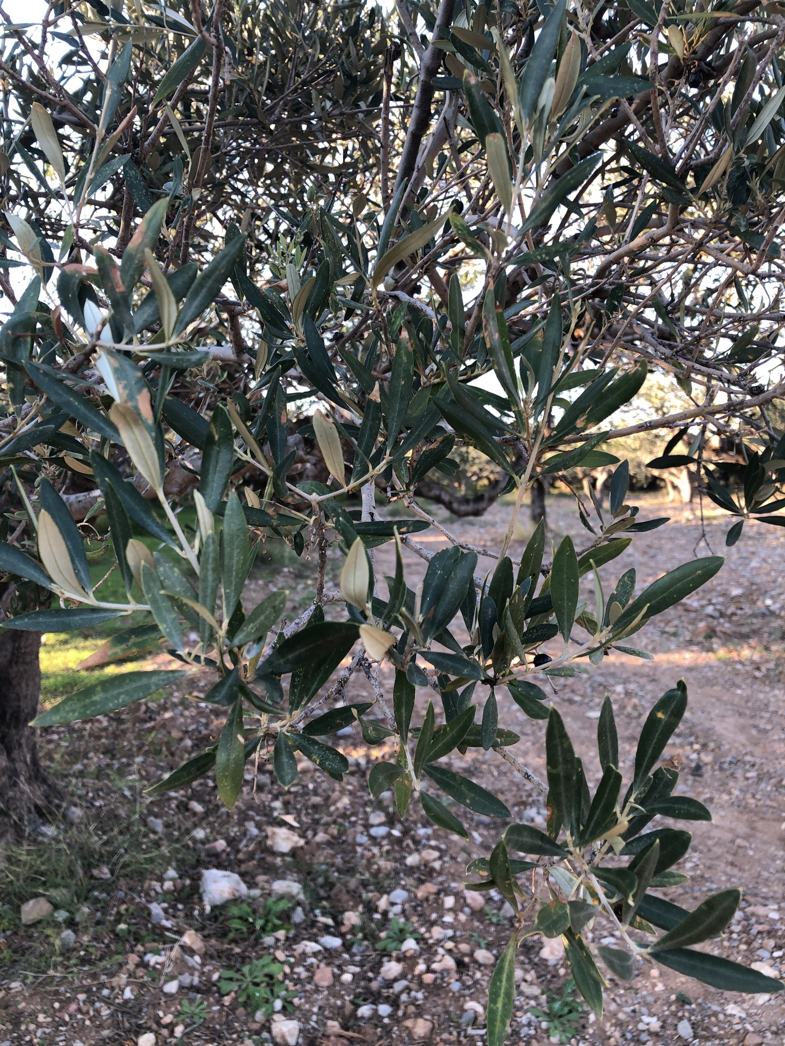 Olea europaea L.