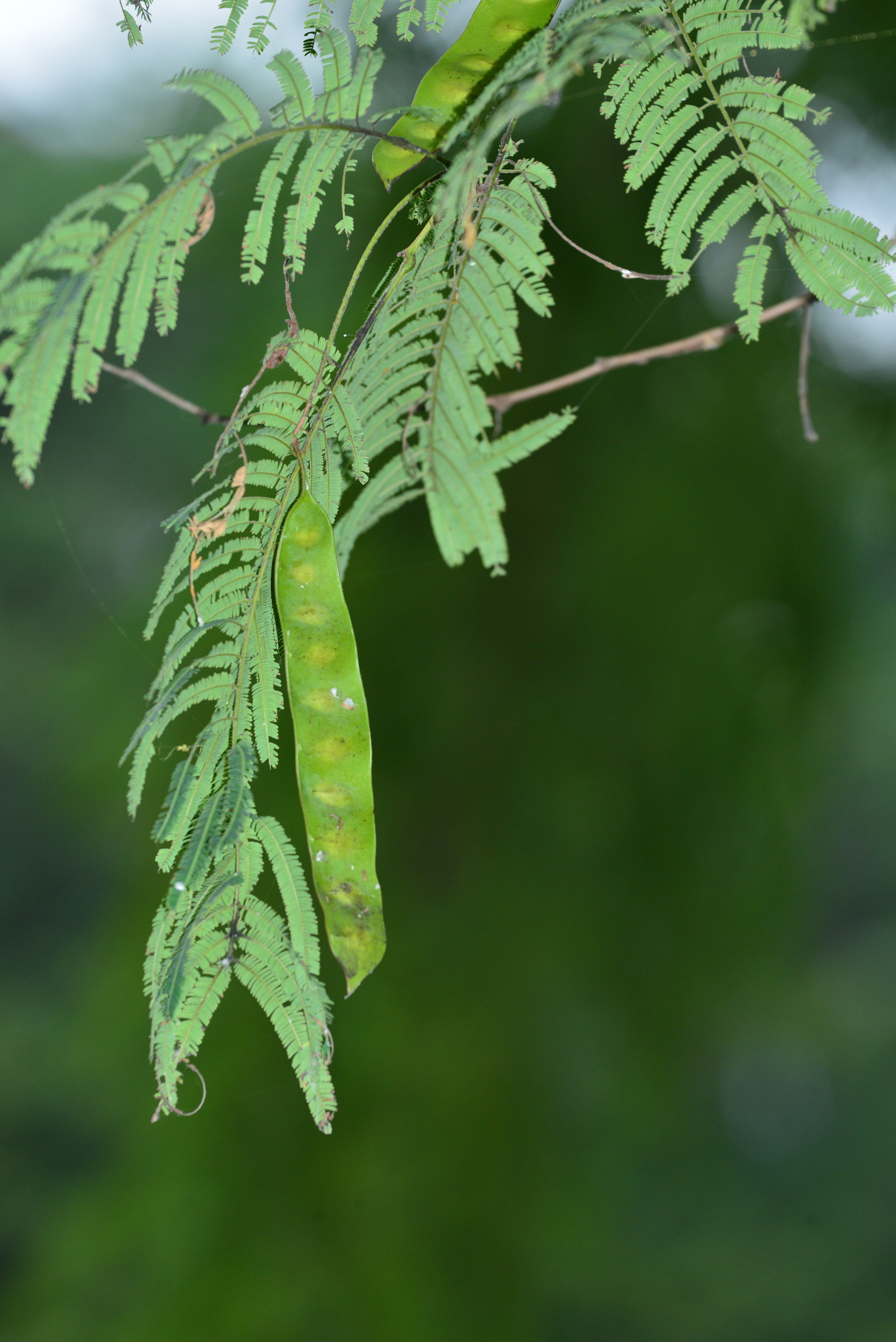Senegalia catechu (L.f.) P.J.H.Hurter & Mabb.