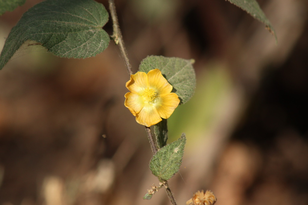Shrubby Indian Mallow from Guadalajara, Jal., México on December 30 ...