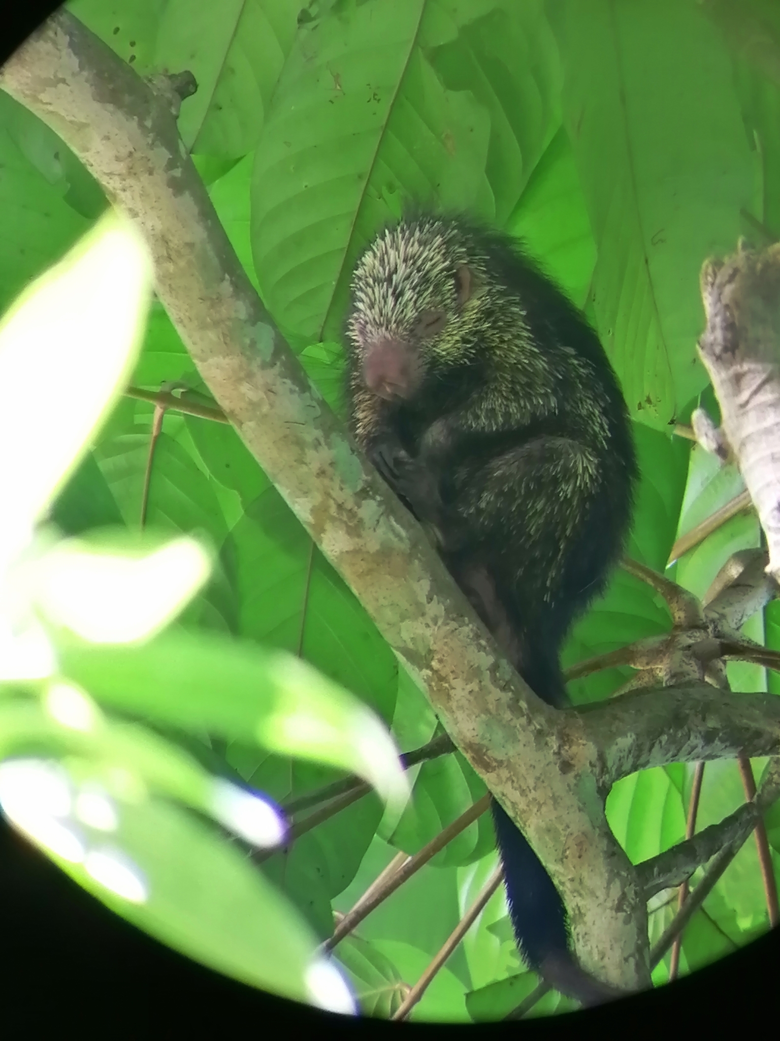 Sphiggurus mexicanus (Kerr, 1792)