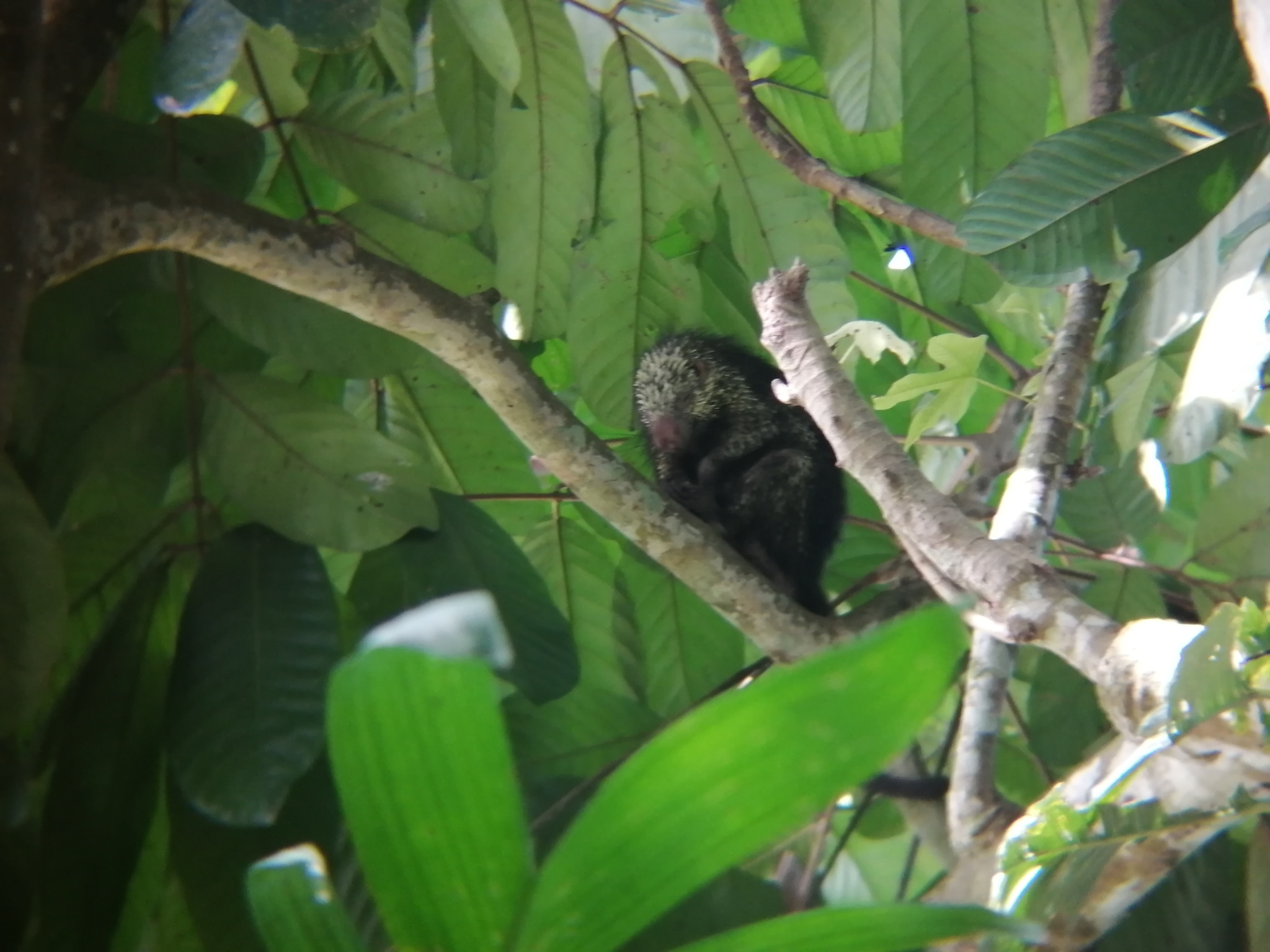 Sphiggurus mexicanus (Kerr, 1792)