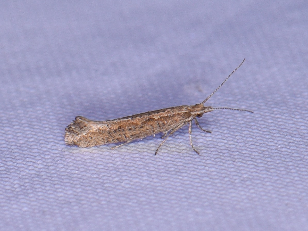 Plutella xylostella (Linnaeus, 1767)