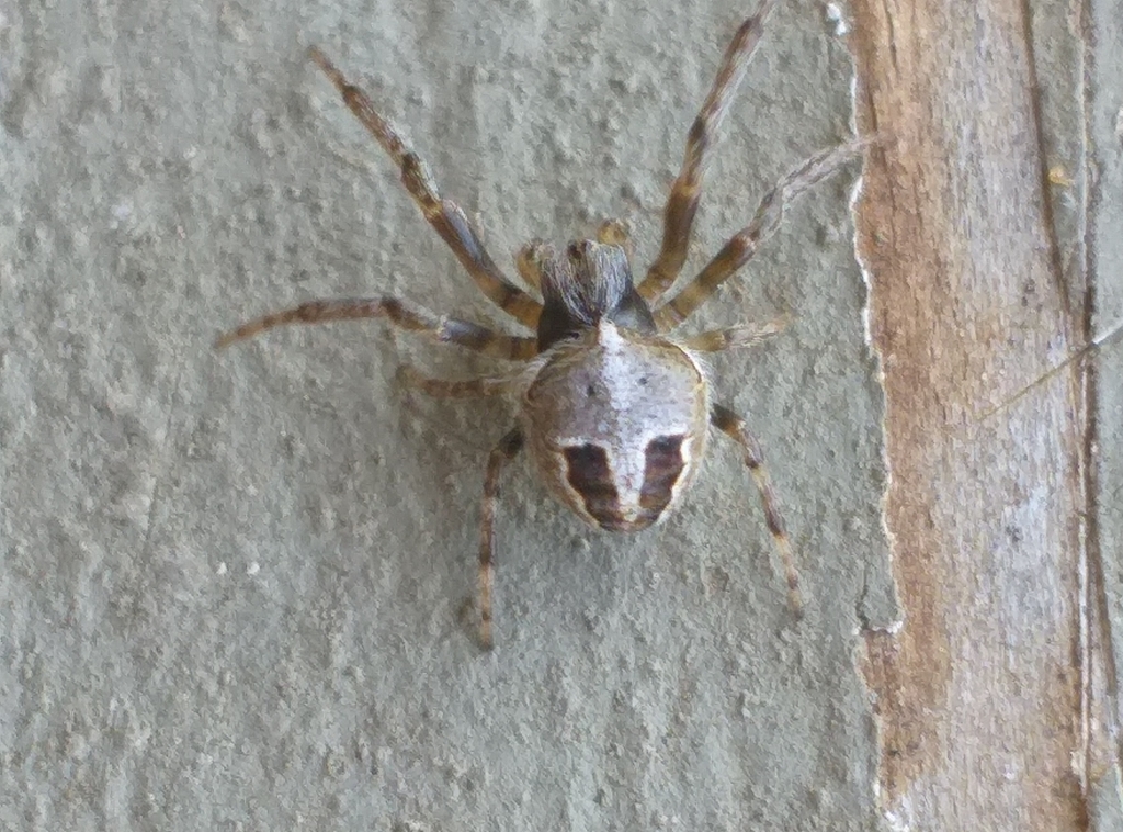 Black-spotted Araneus Hairy Field Spider from Mossel Bay Local ...