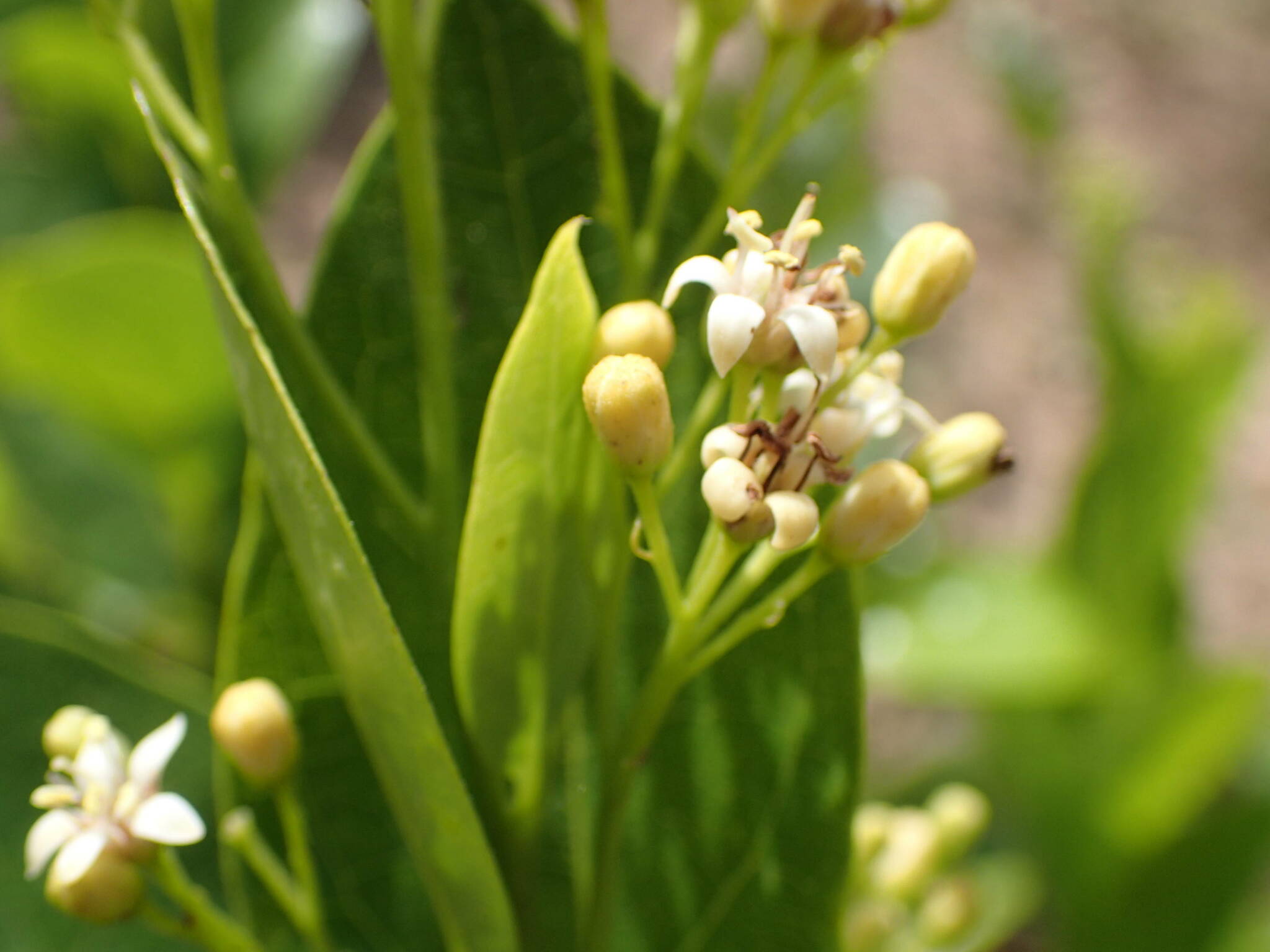 Icacina oliviformis (Poir.) J.Raynal