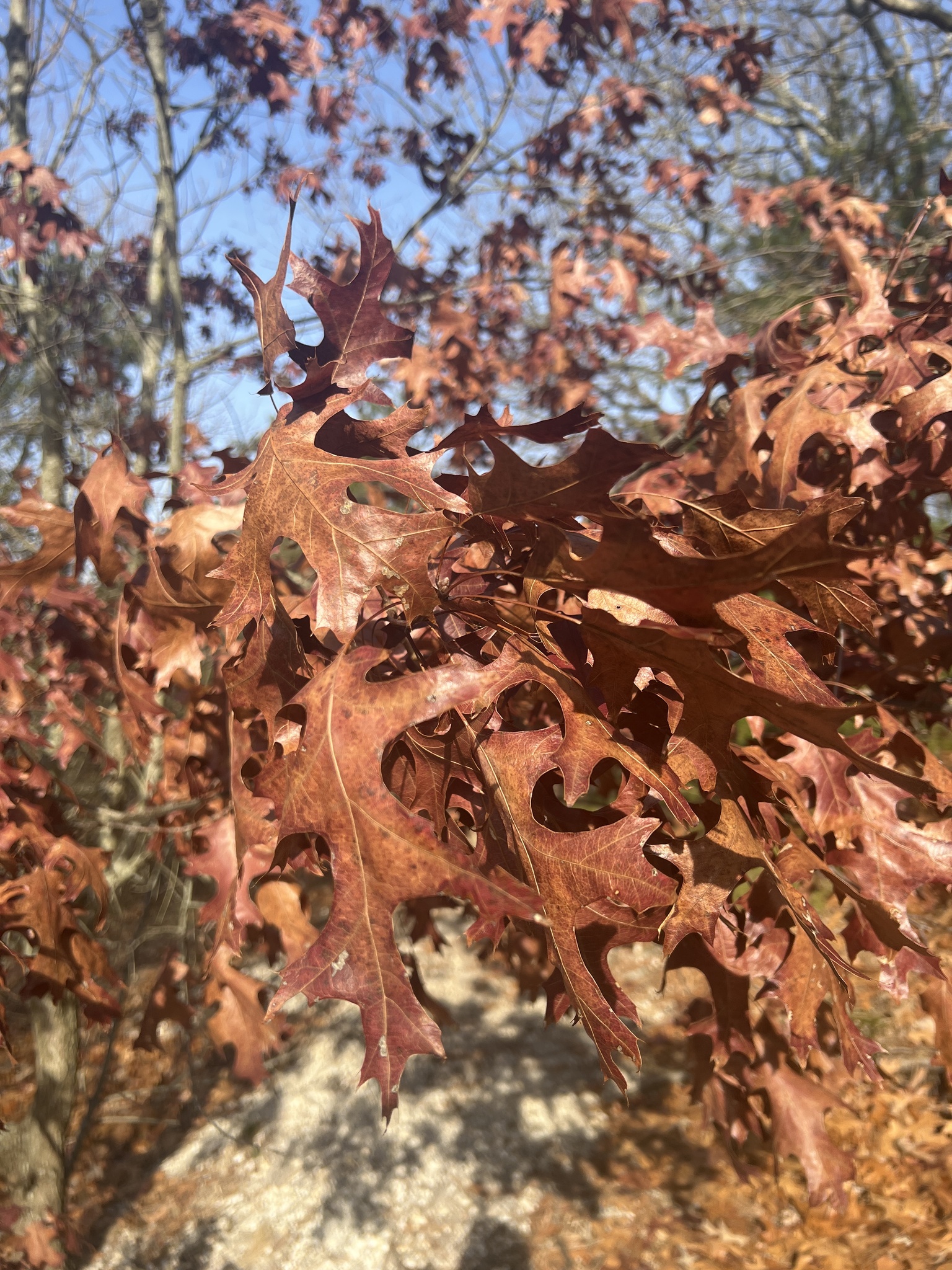Quercus coccinea Münchh.