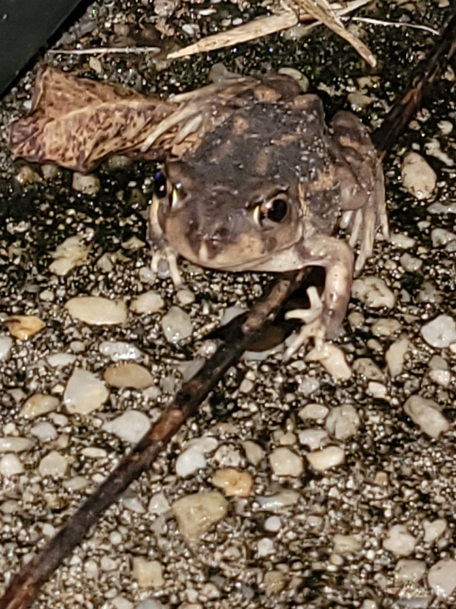 Scaphiopus holbrookii (Harlan, 1835)