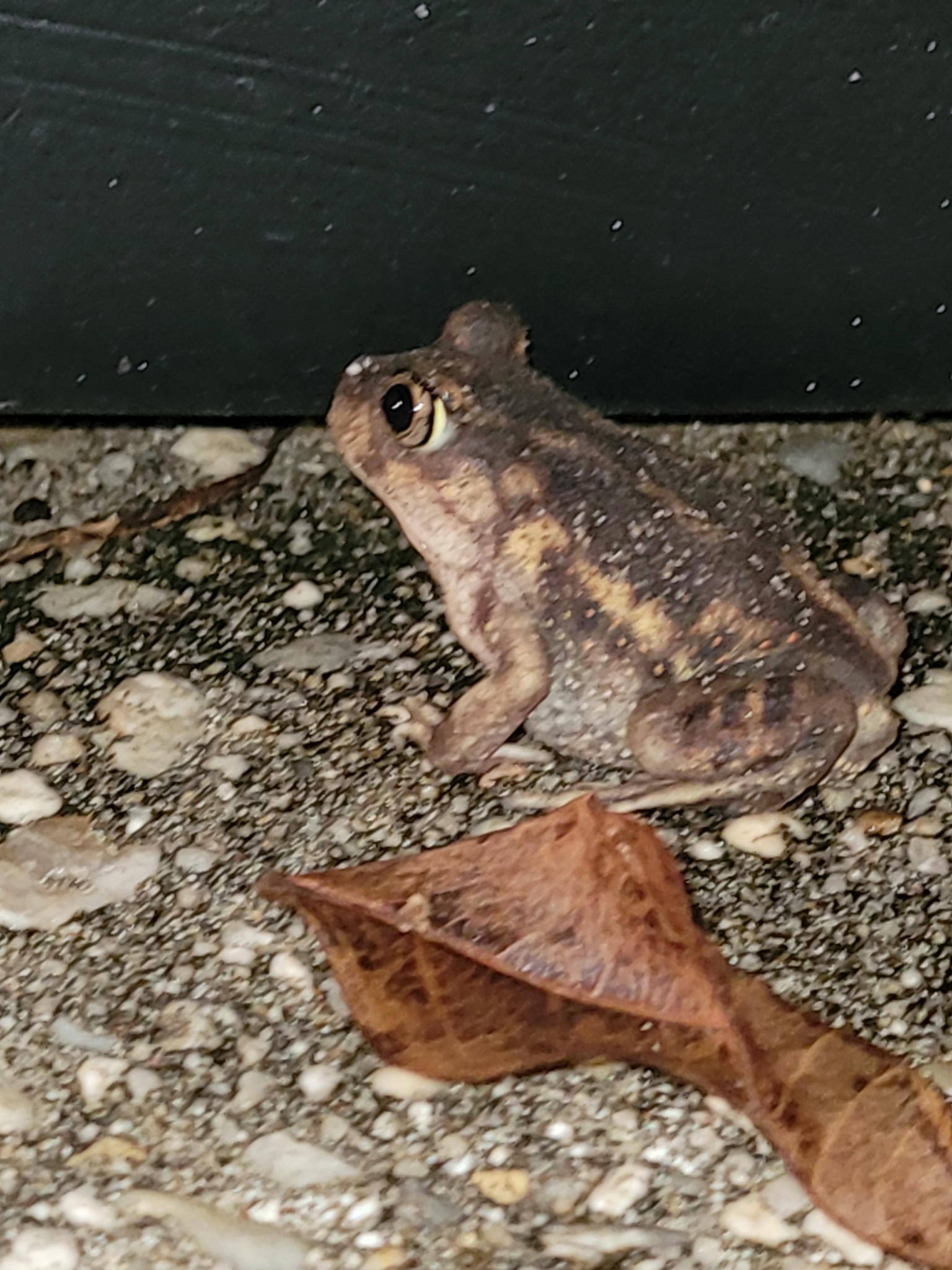 Scaphiopus holbrookii (Harlan, 1835)