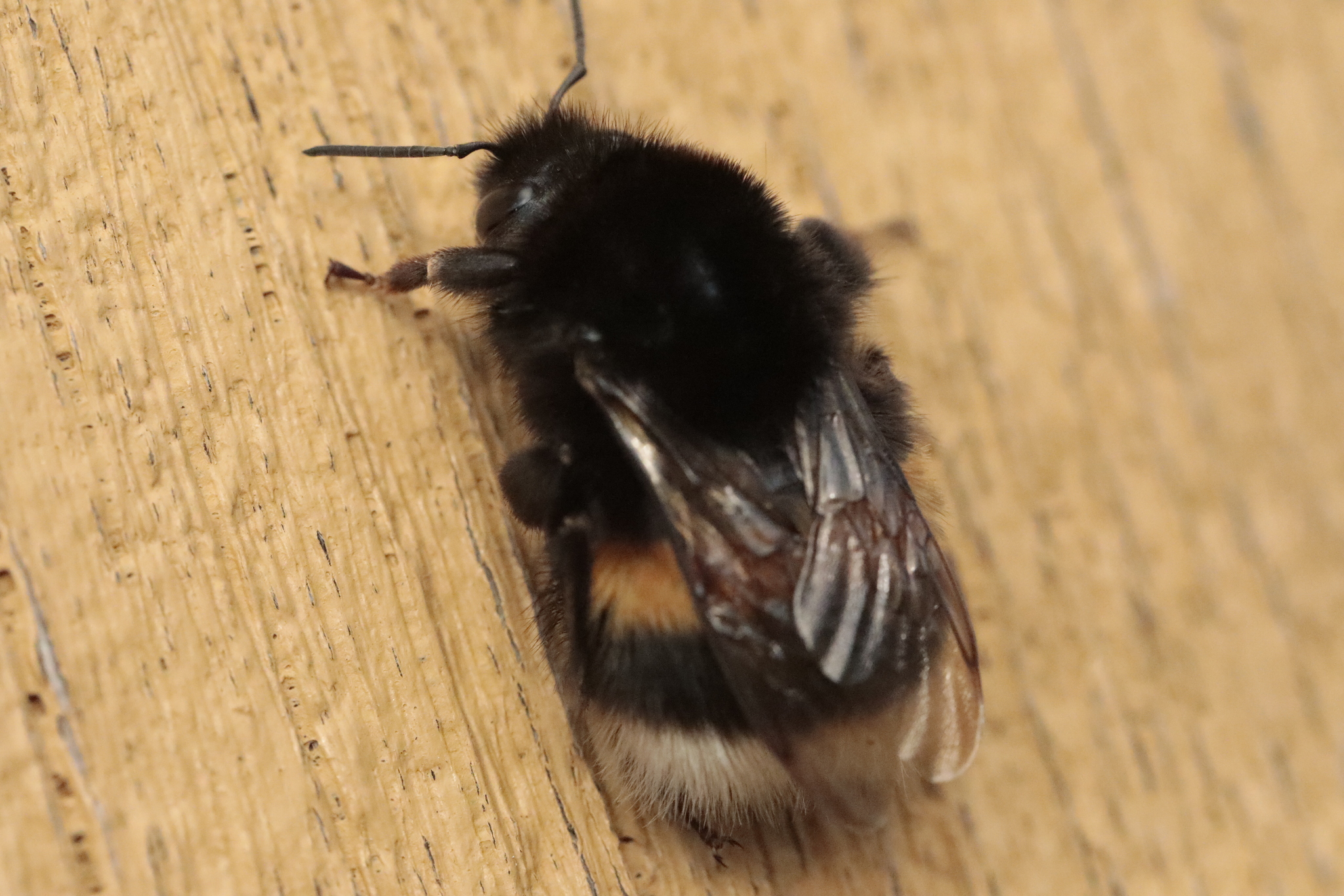 Bombus terrestris (Linnaeus, 1758)