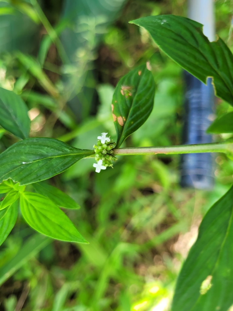 Basil-like Button Weed from São Rafael, Linhares - ES, Brasil on ...
