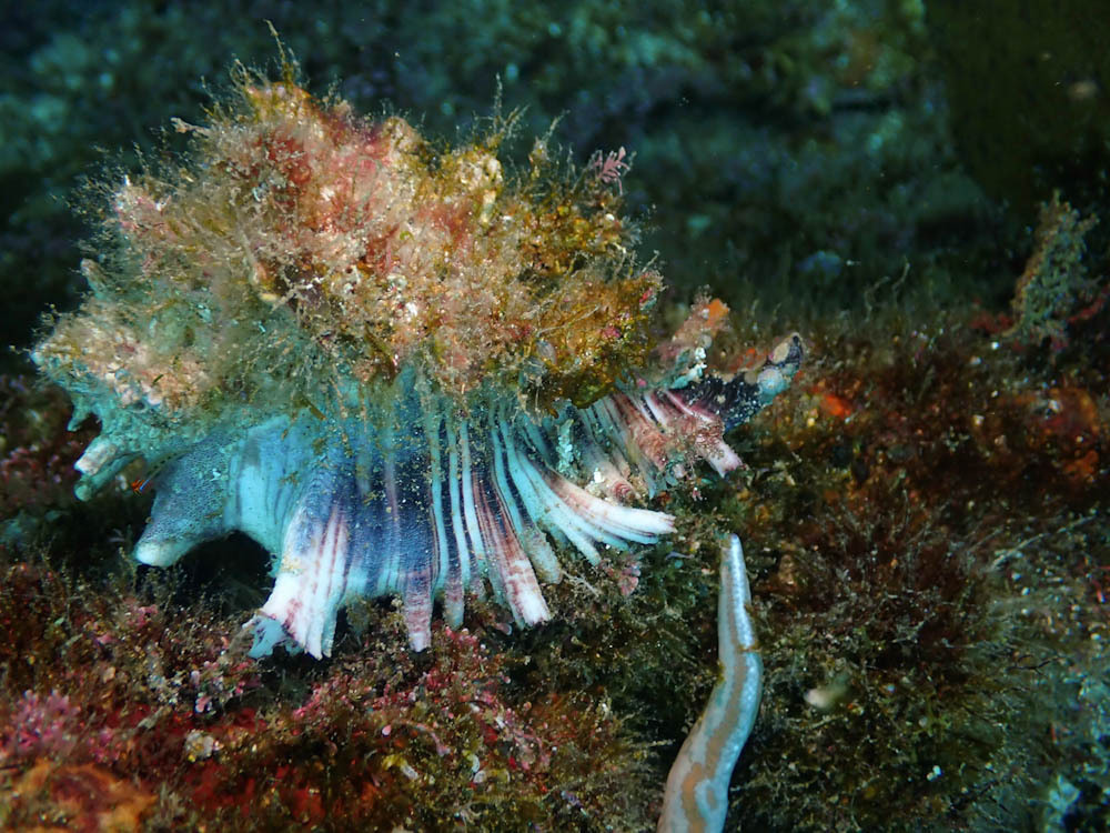 Hexaplex princeps from Loreto, MX-BS, MX on December 29, 2022 at 01:18 ...