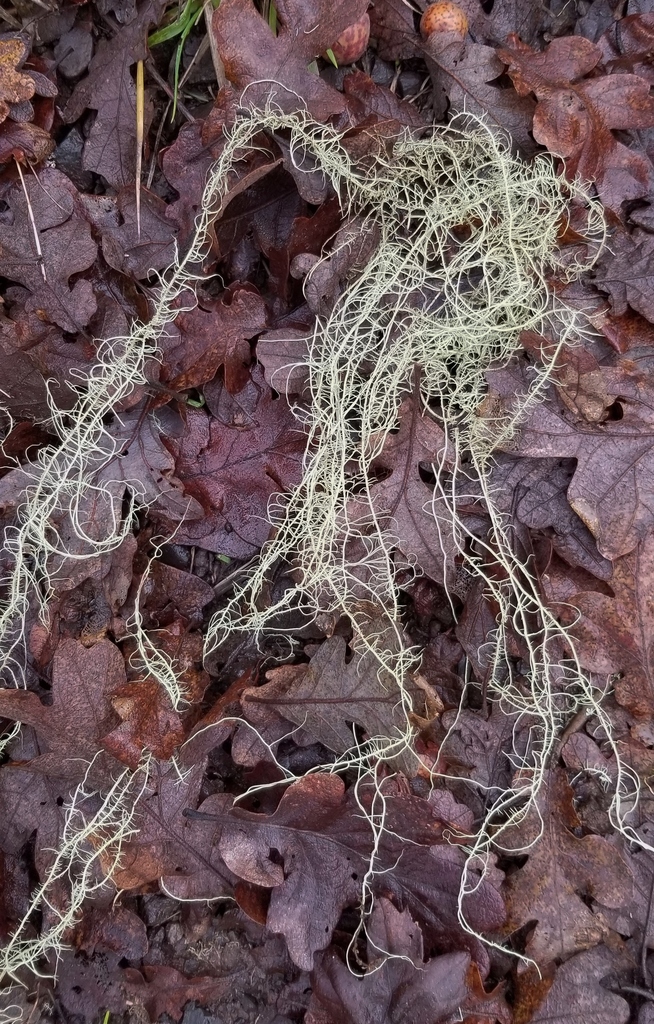 Fishbone Beard Lichen from HBRA Lane County, OR, USA on December 11 ...
