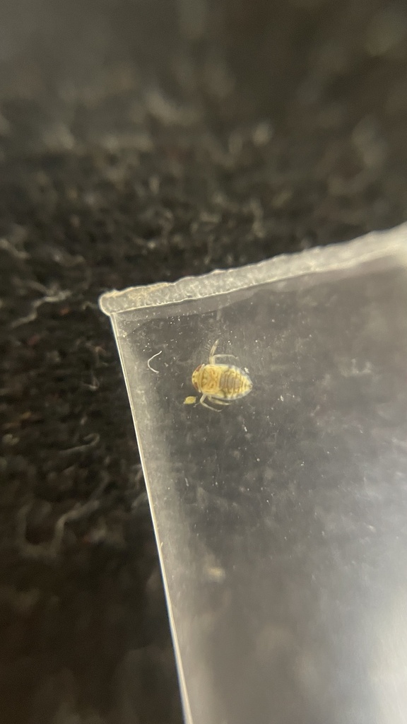 Micronecta in January 2023 by tofuinsect · iNaturalist