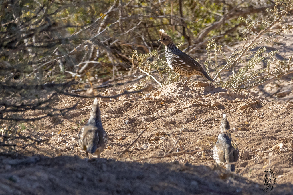 Scaled Quail from Mazapil, Zac., México on January 01, 2023 at 11:25 AM ...