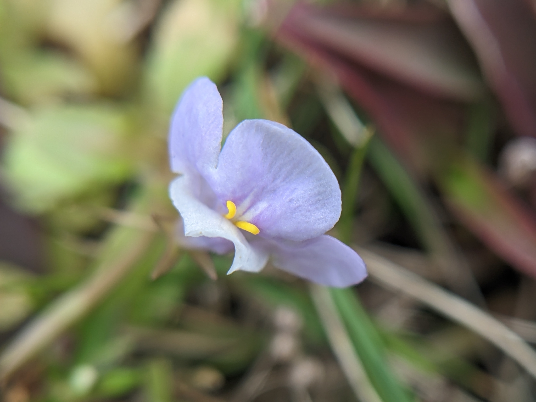 Bonnaya antipoda (L.) Druce
