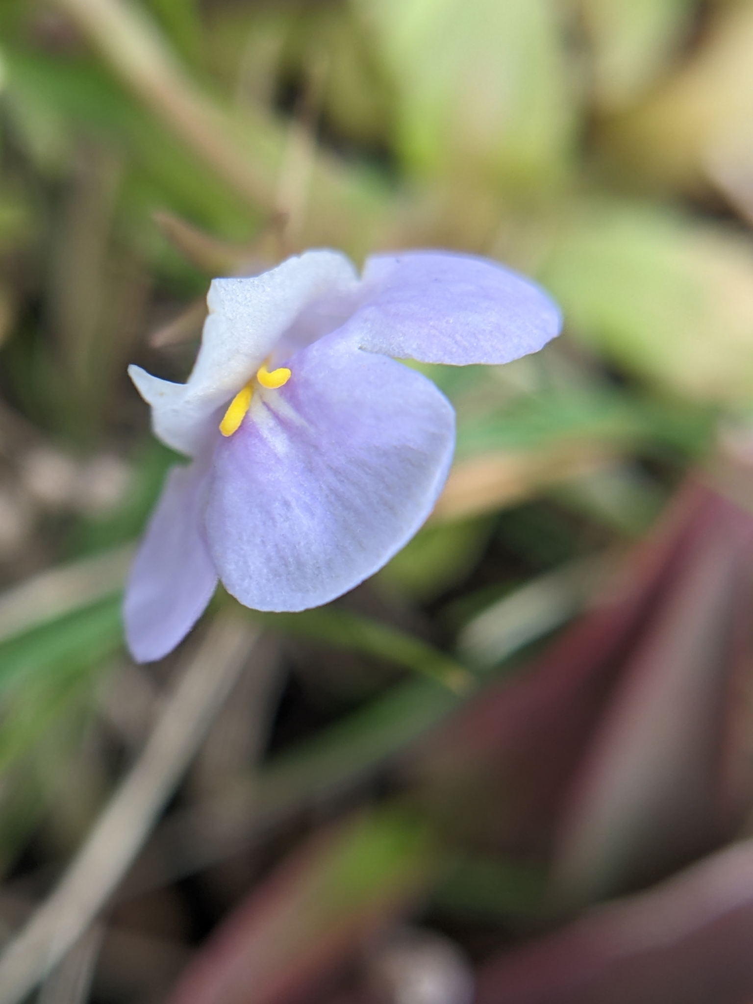Bonnaya antipoda (L.) Druce