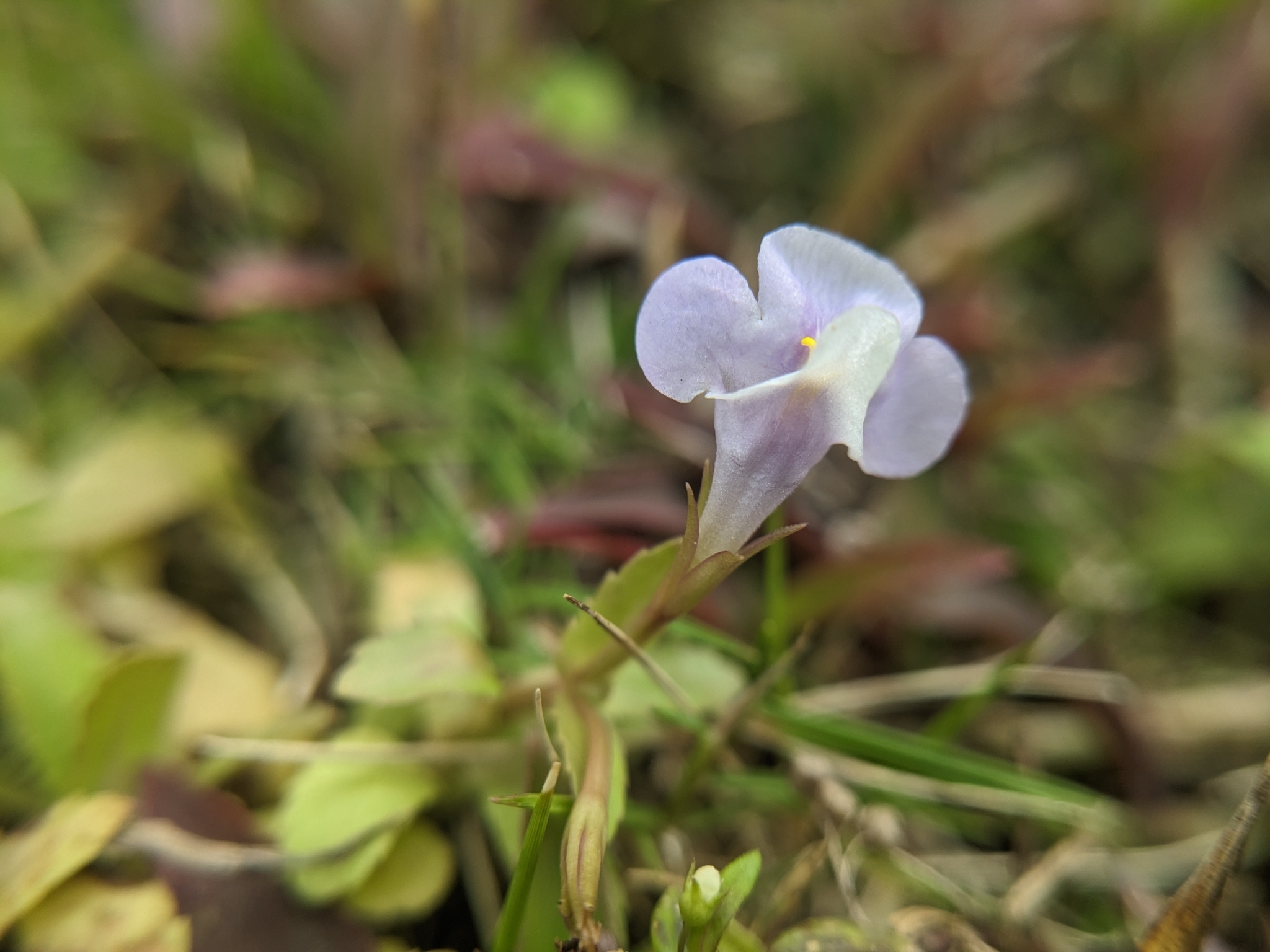 Bonnaya antipoda (L.) Druce