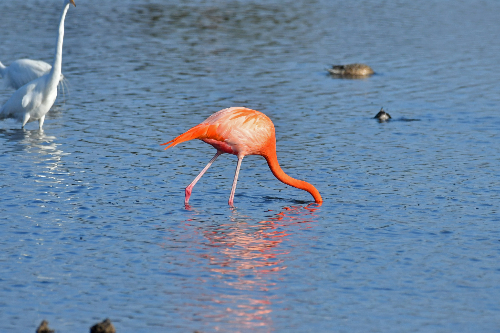 Phoenicopterus ruber Linnaeus, 1758