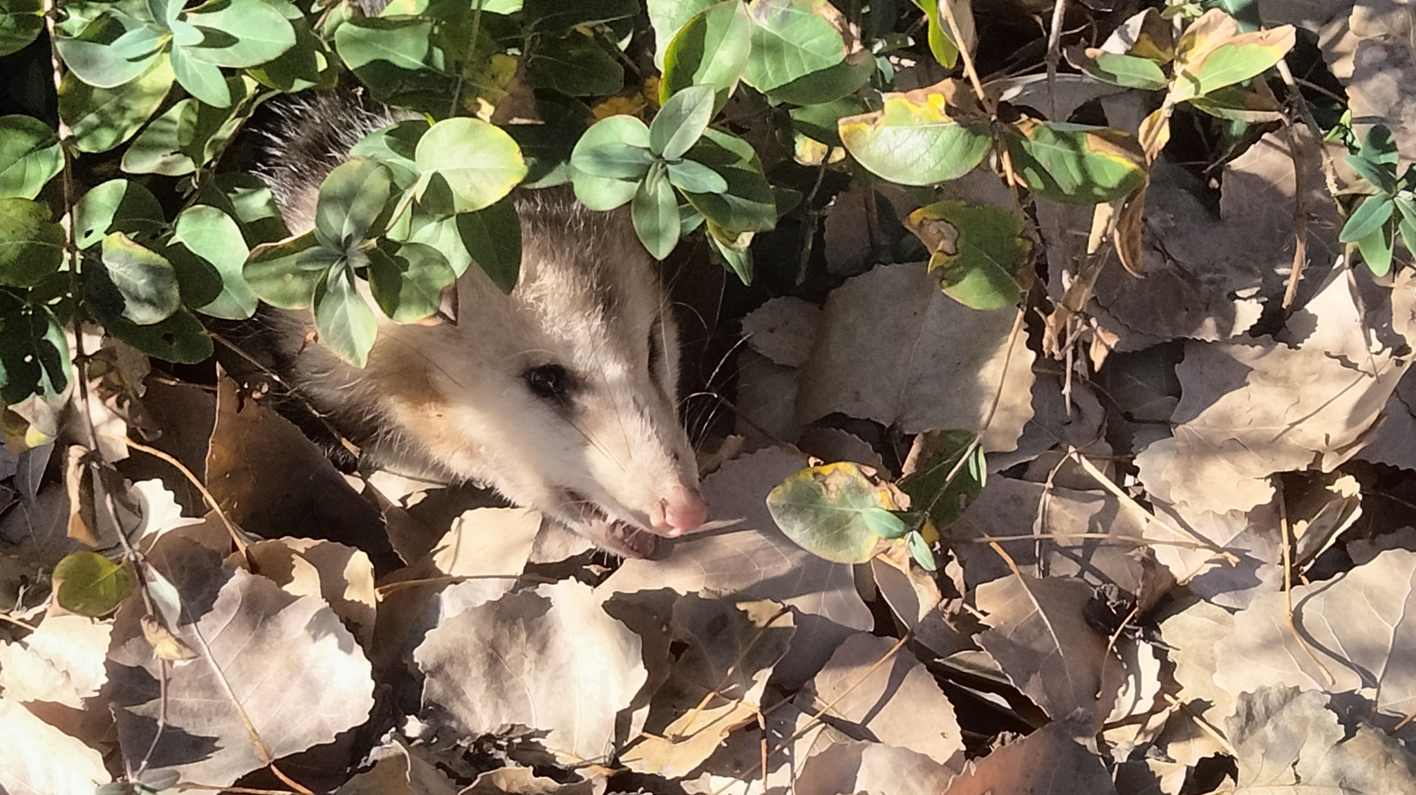 Didelphis virginiana Kerr, 1792