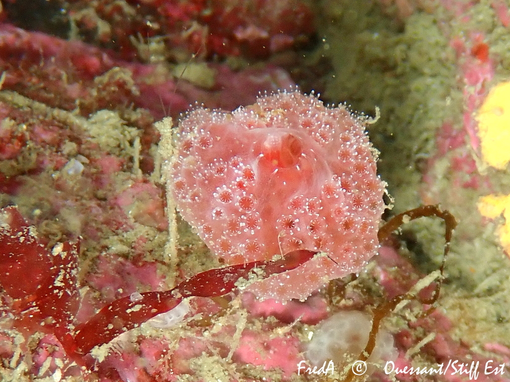 Sea Strawberry from Finistère, Bretagne, FR on August 20, 2020 at 10:28 ...