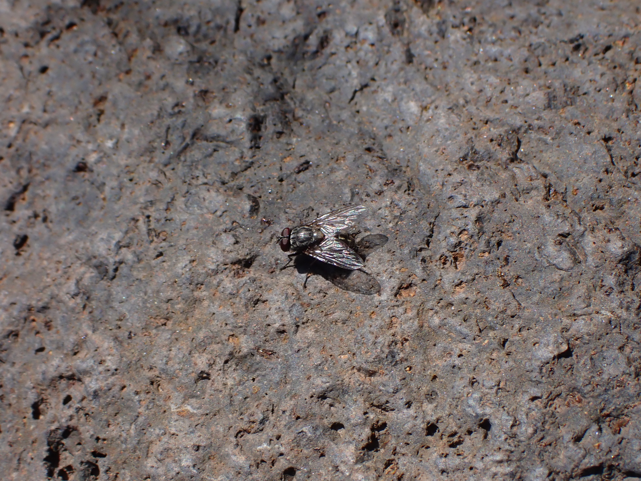 Muscidae