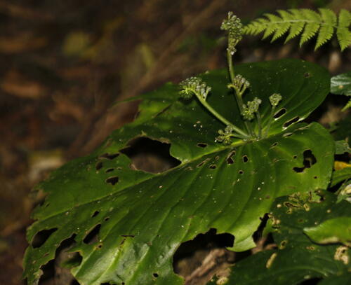Monophyllaea leuserensis · iNaturalist