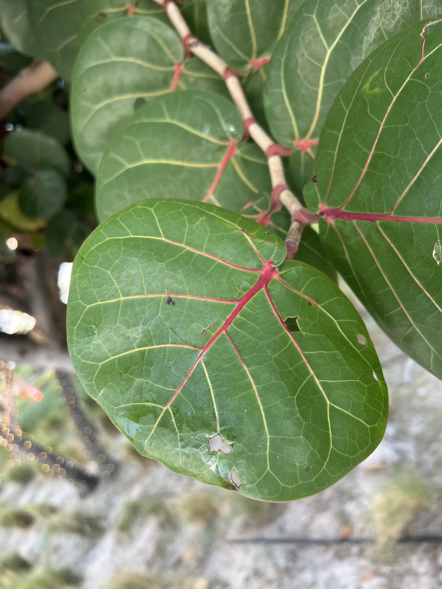Coccoloba uvifera (L.) L.