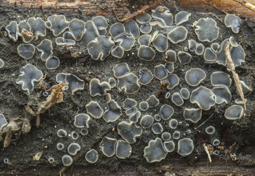 Mollisia cinerella · NaturaLista Colombia