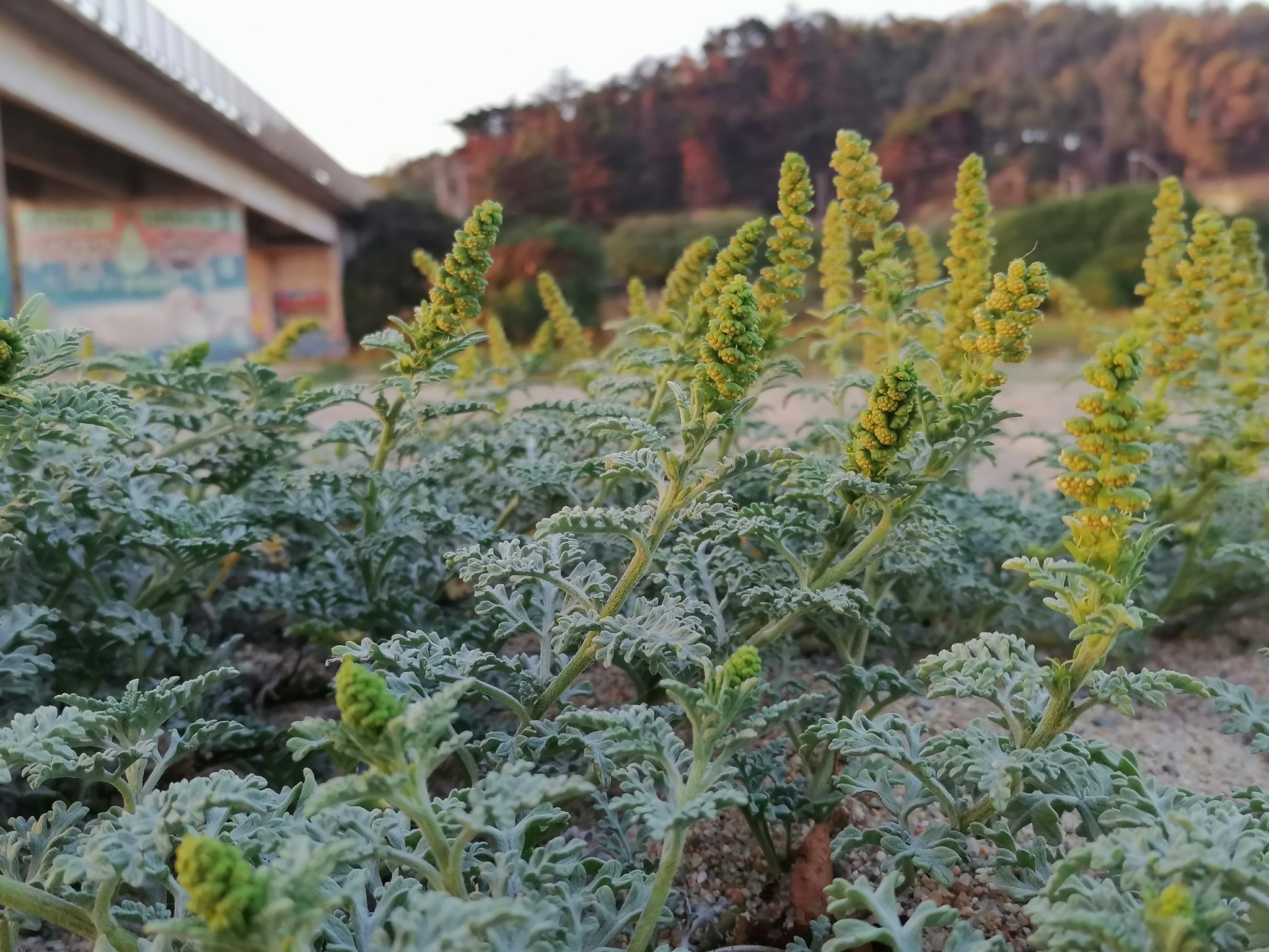 Ambrosia L.