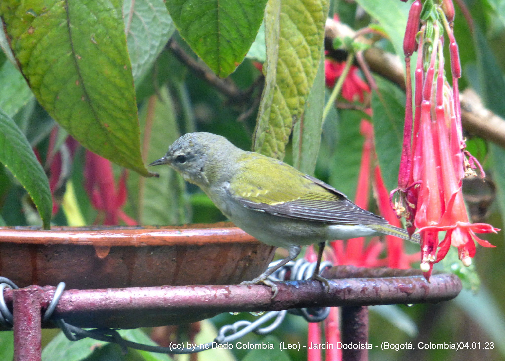 Leiothlypis peregrina (A.Wilson, 1811)
