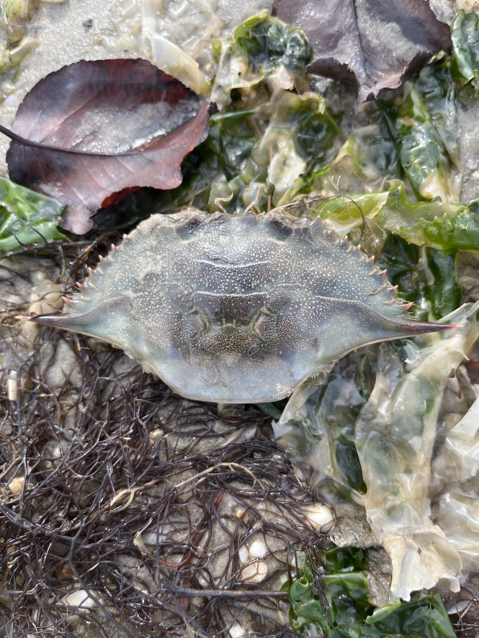 Callinectes sapidus Rathbun, 1896