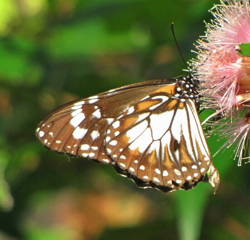 Swamp Tiger Butterfly from Townsville QLD, Australia on September 24 ...
