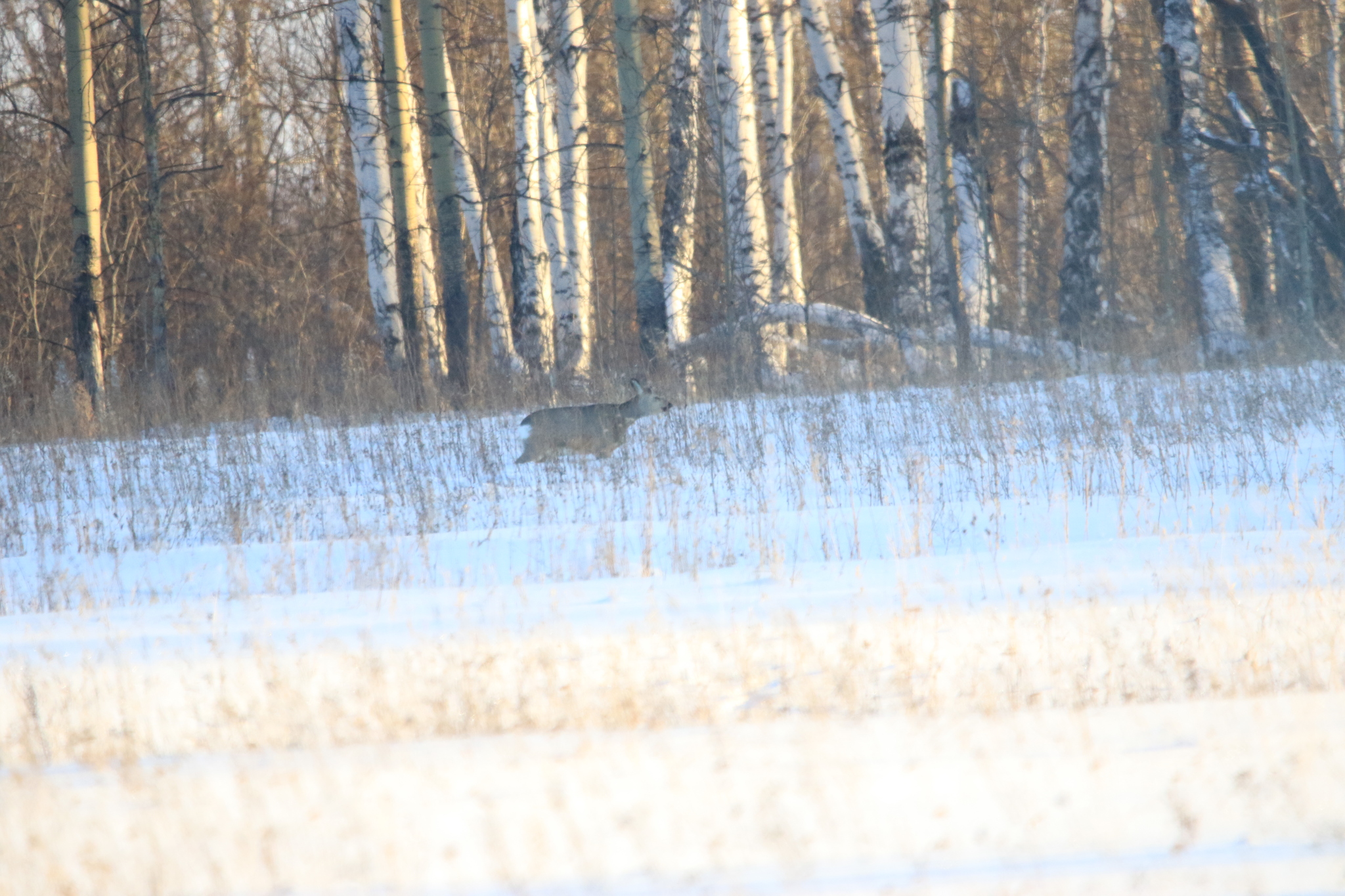 Capreolus pygargus (Pallas, 1771)
