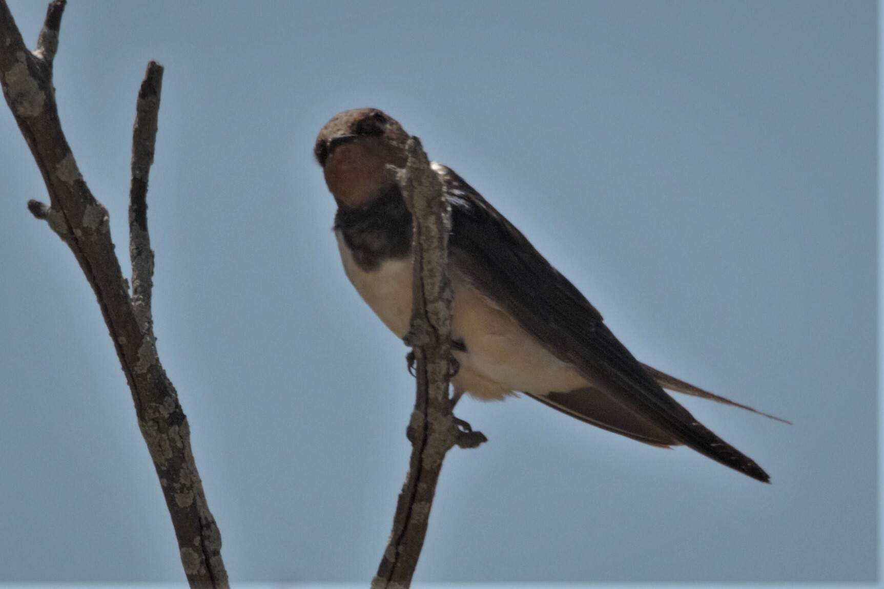 Hirundo rustica Linnaeus, 1758