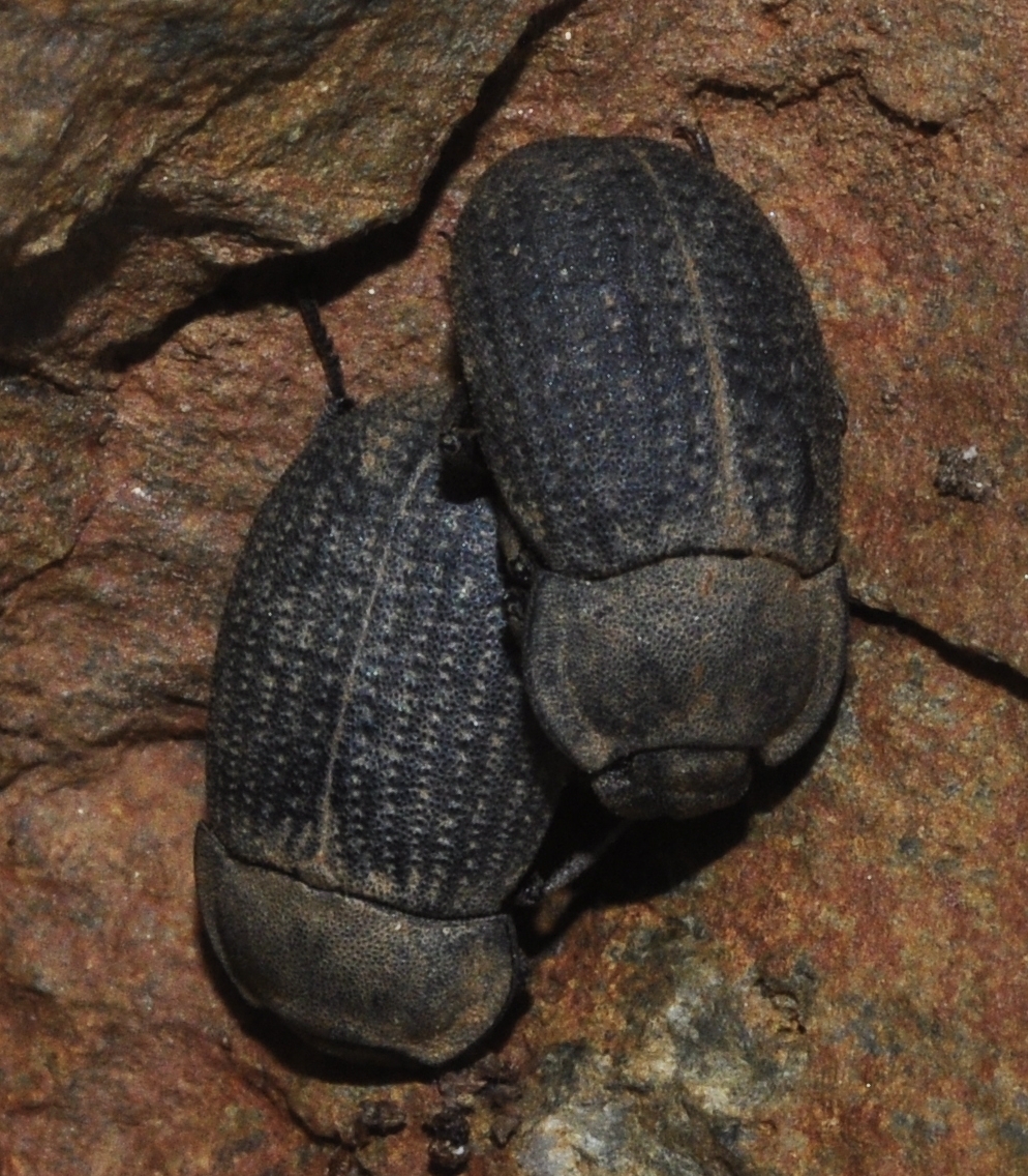 Tenebrionidae