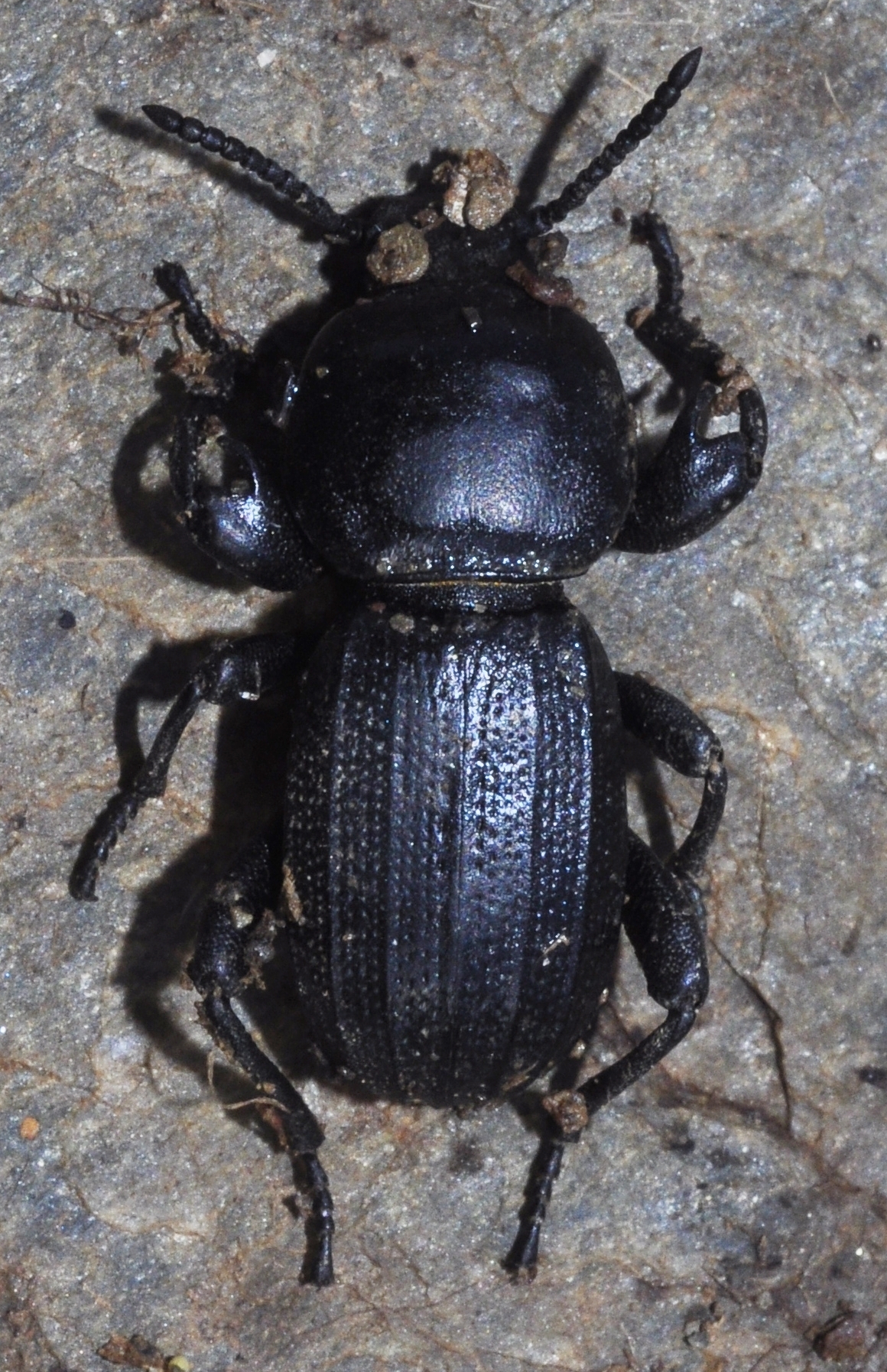 Tenebrionidae