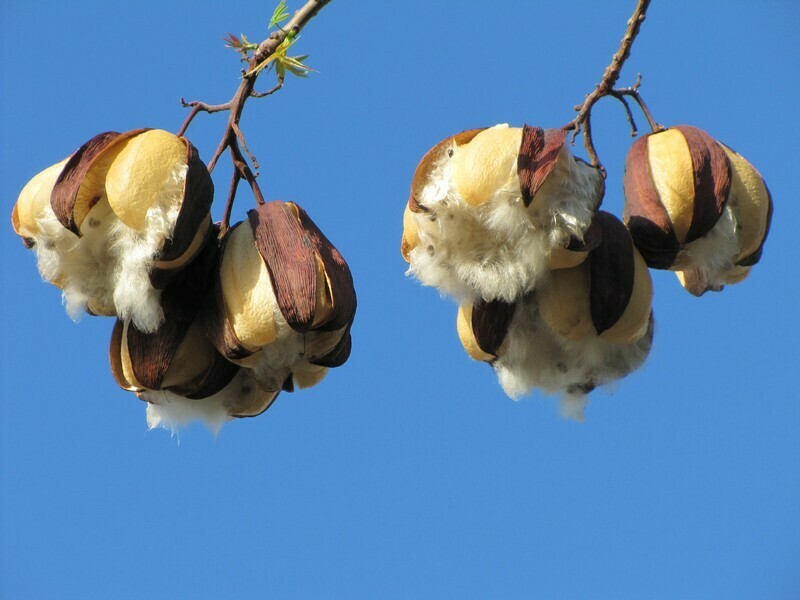 Yellow Kapok from Townsville QLD, Australia on December 6, 2011 at 06: ...
