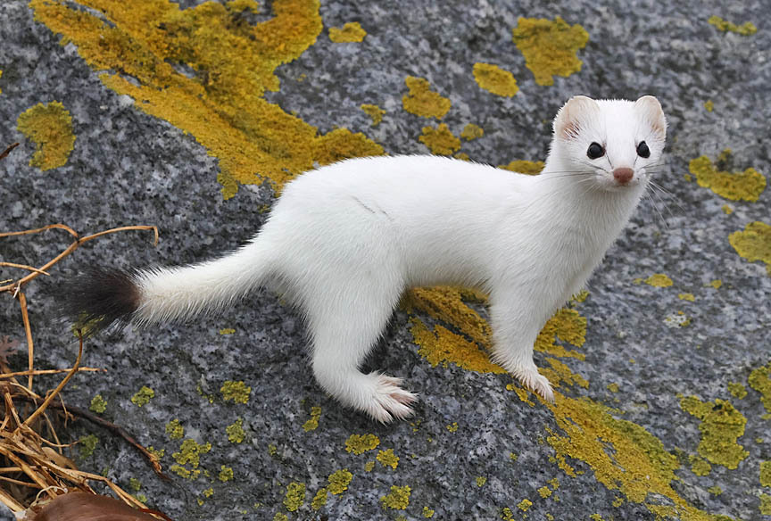 Mustela erminea richardsonii Bonaparte, 1838