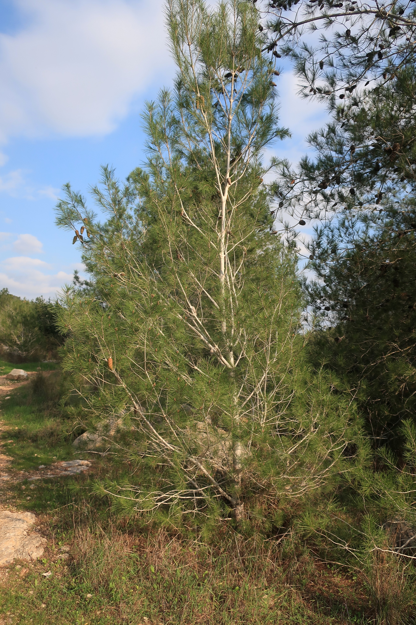 Pinus halepensis Mill.
