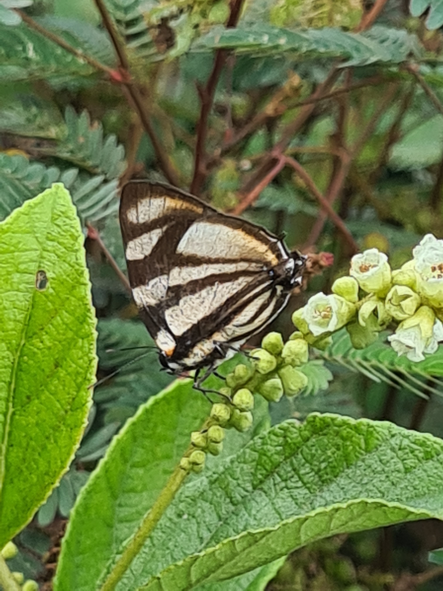 Cycnus phaleros (Linnaeus, 1767)